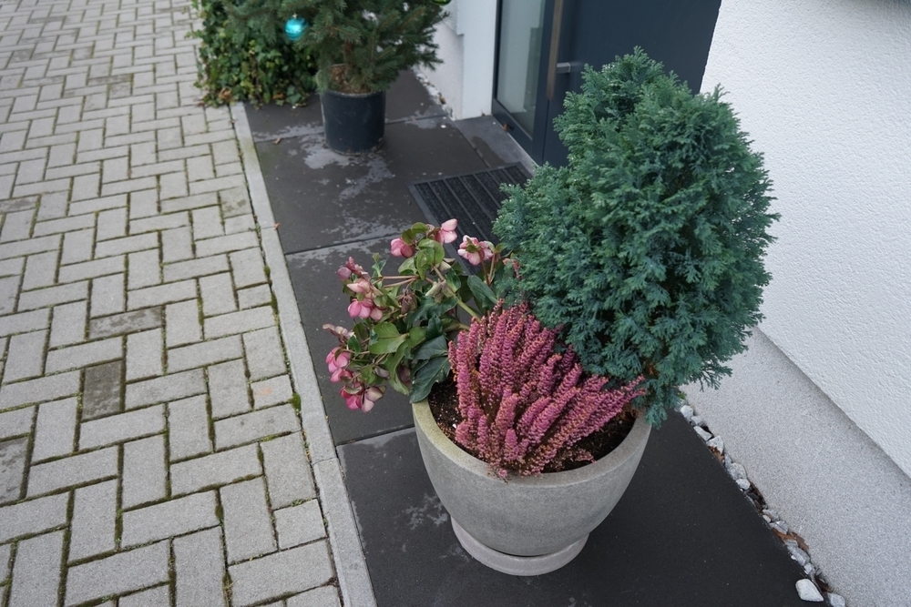 15 gardening tips for November - Sunnydale Garden Centre - Torfaen