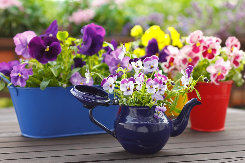 6 fantastic plants for spring pots - Sunnydale Garden Centre - Torfaen