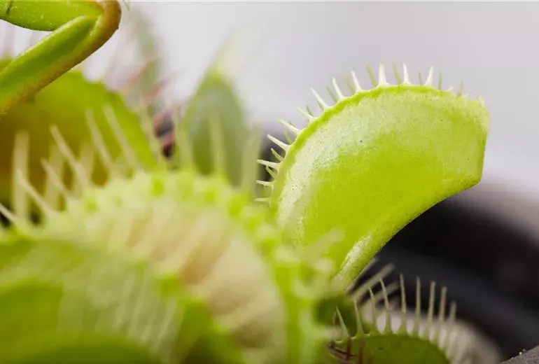 Get to know the special properties of indoor plants - Sunnydale Garden ...