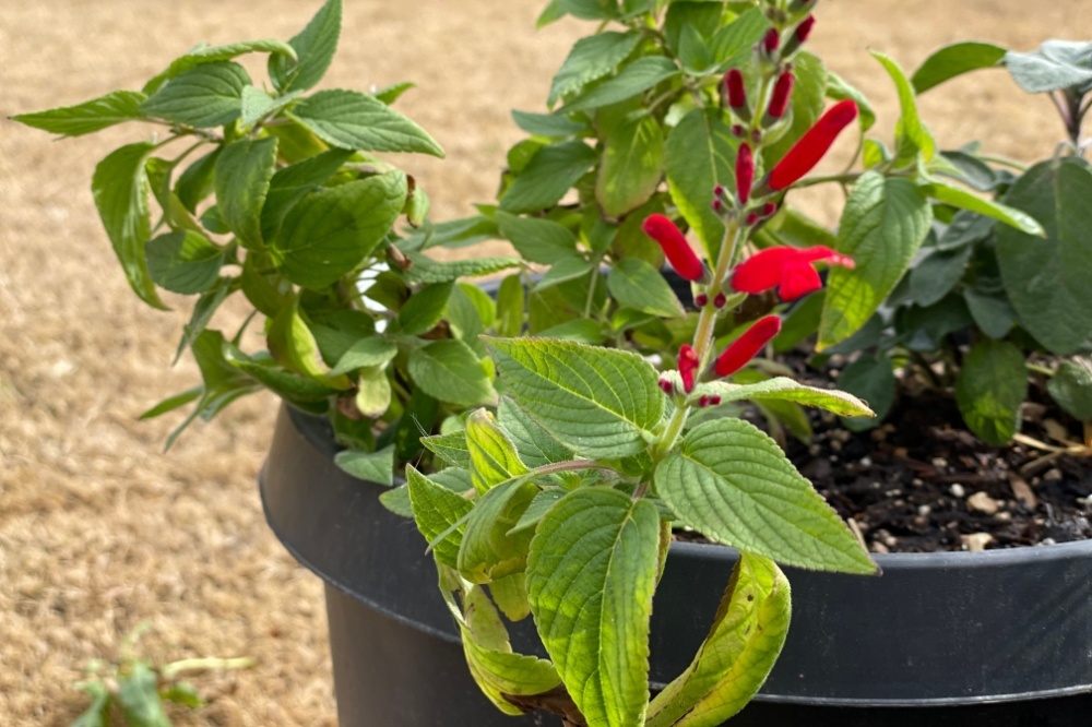 Top 5 herbs to grow this year - Sunnydale Garden Centre - Torfaen